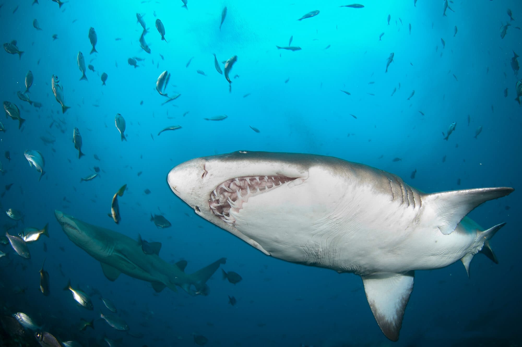 Steve Benjamin Photography | conservationist • photographer • guide