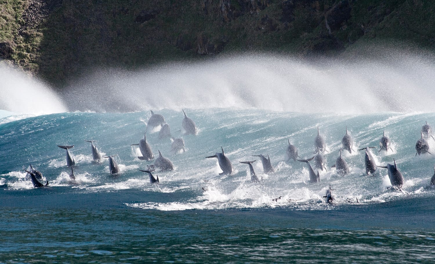 Steve Benjamin Photography | conservationist • photographer • guide